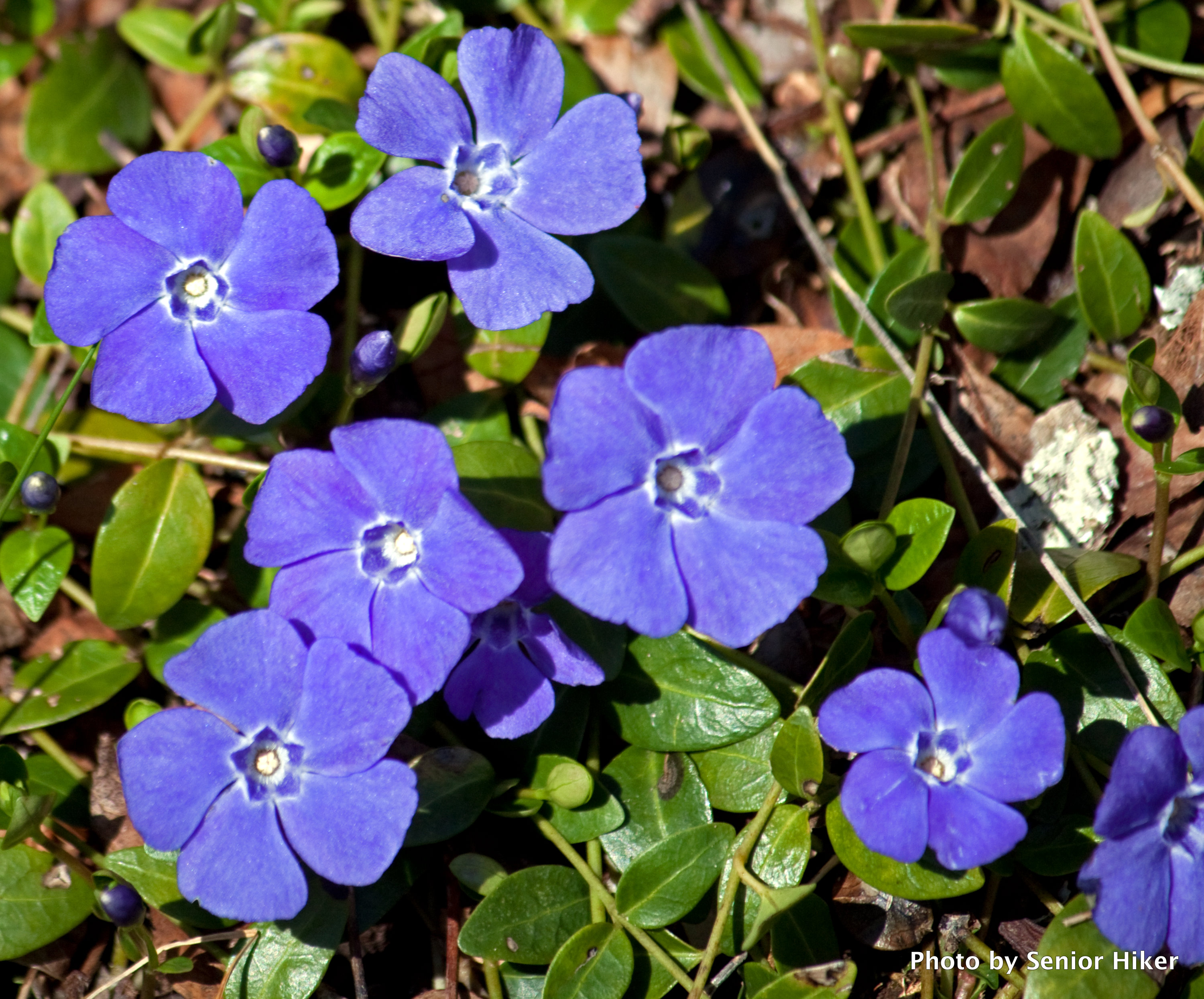 Periwinkle — A sign of Spring | Senior Moments