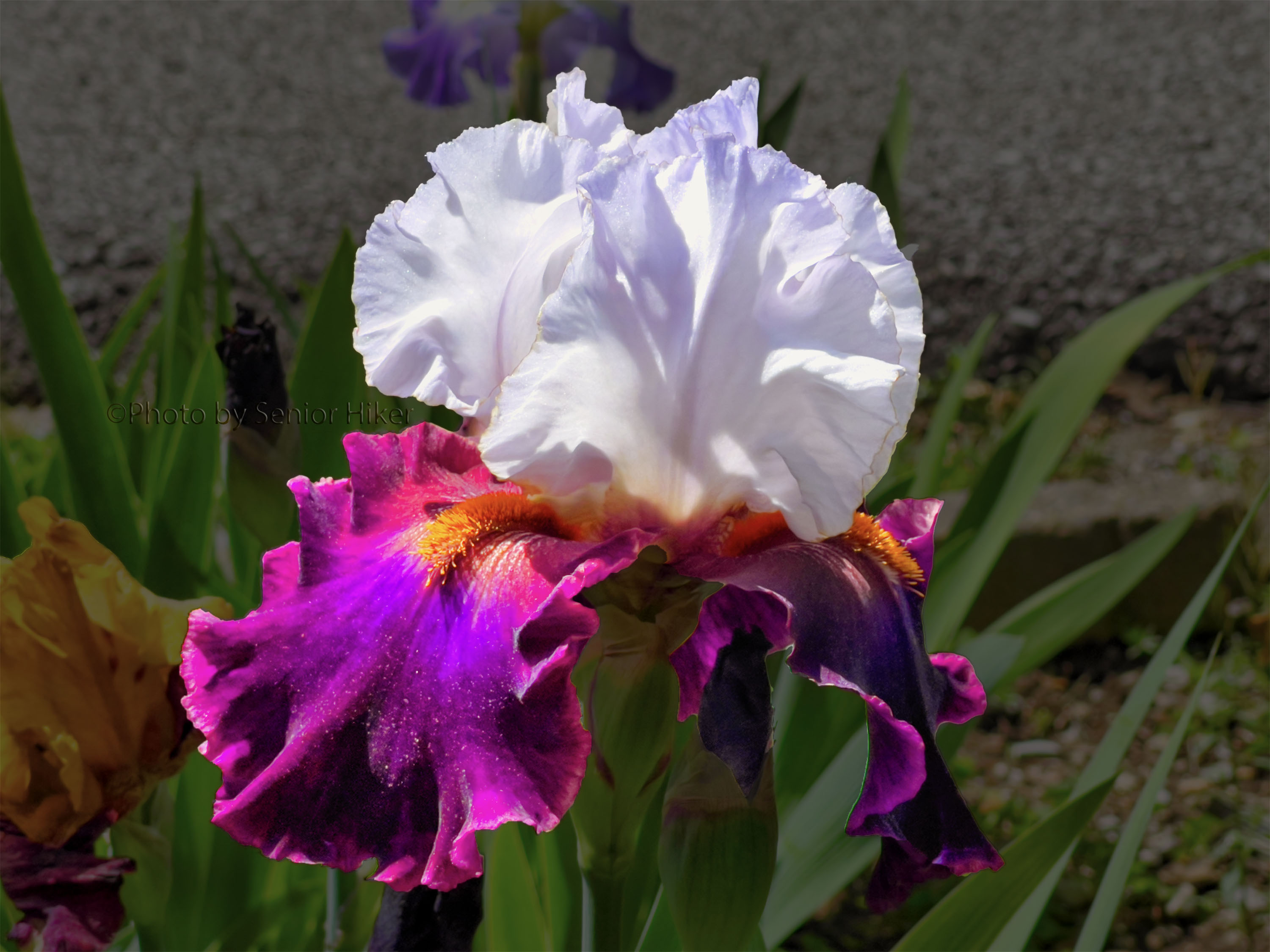 Daughter of Star Iris | Senior Moments